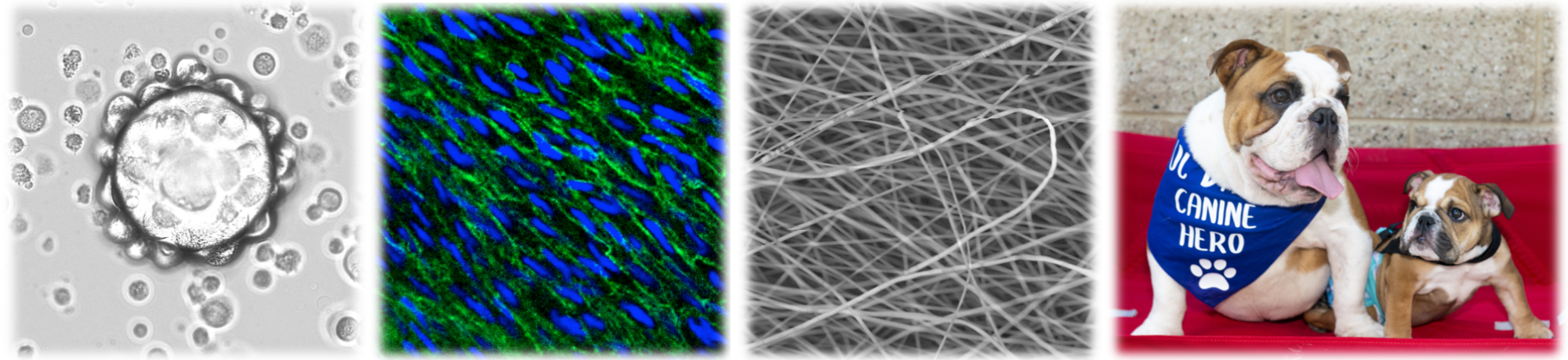 Publications | Wang Lab